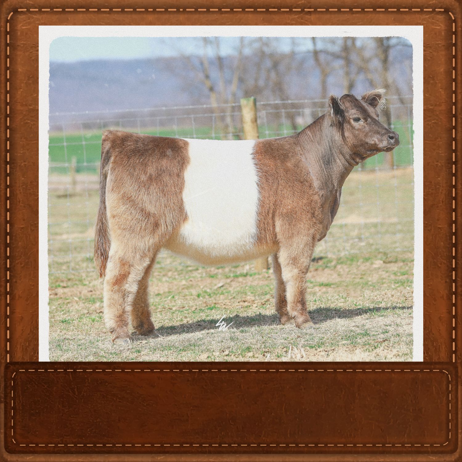 Home - K&R Farms Belted Galloways