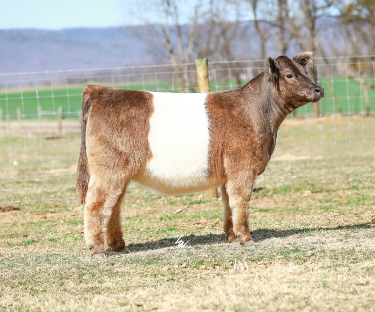 Cattle for Sale - K&R Farms Belted Galloways