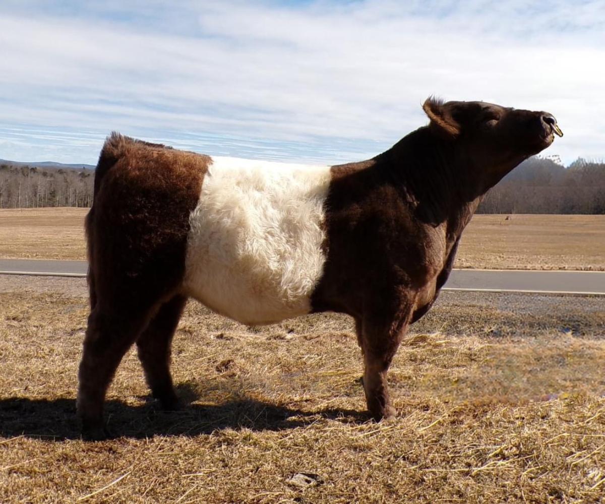 Meet the Bulls - K&R Farms Belted Galloways