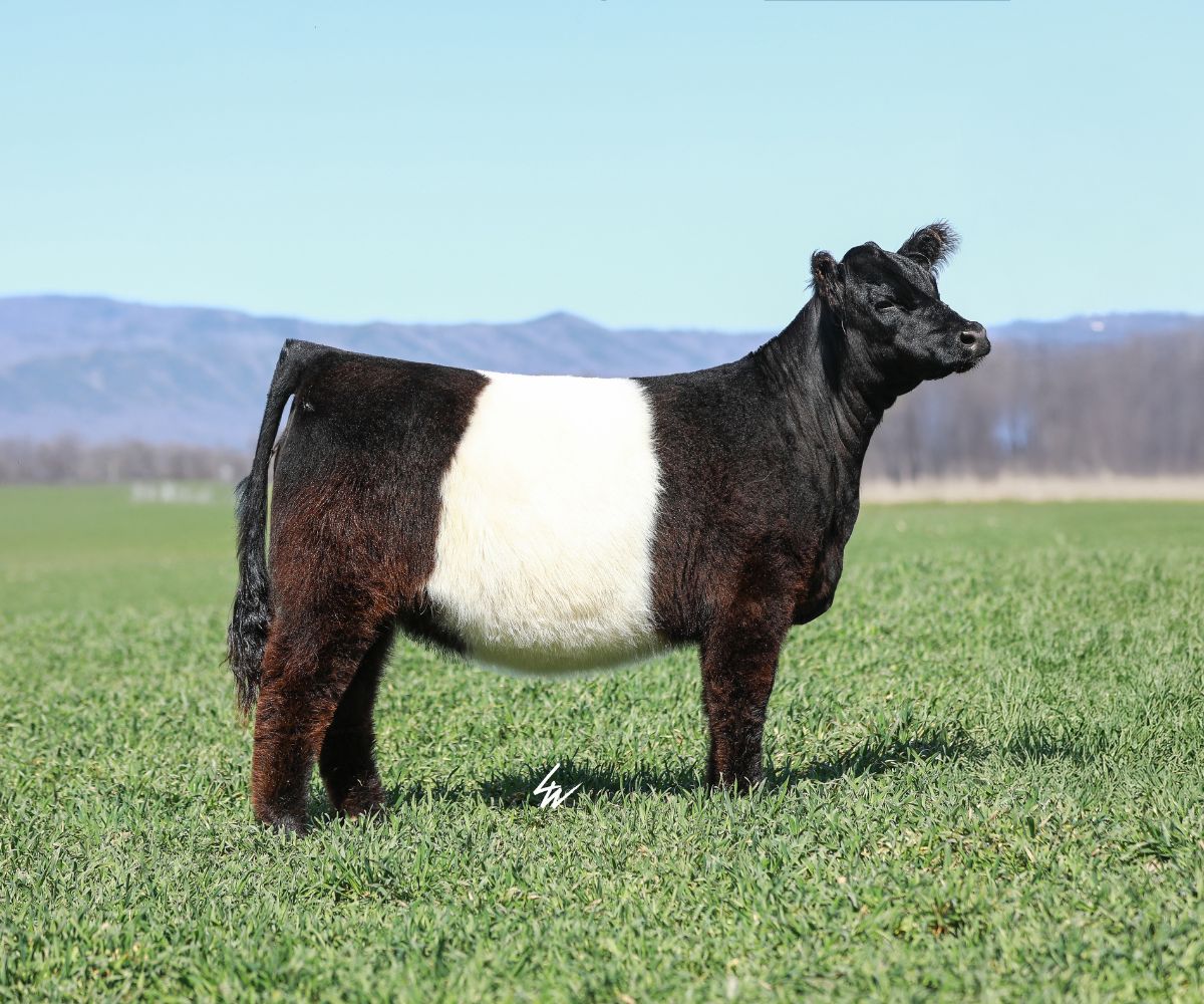 Cattle for Sale - K&R Farms Belted Galloways