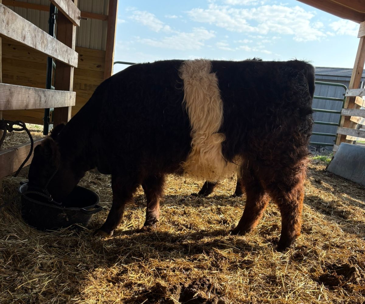 Cattle for Sale - K&R Farms Belted Galloways