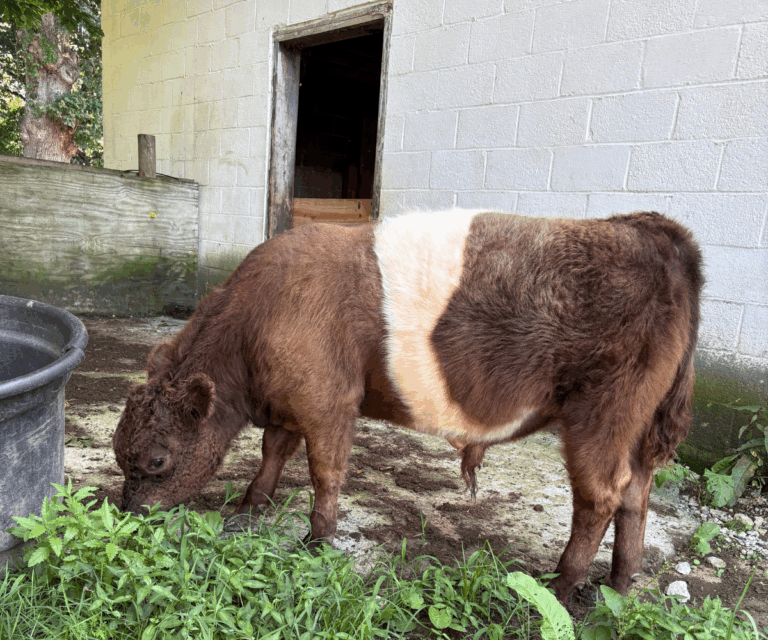 Cattle for Sale - K&R Farms Belted Galloways