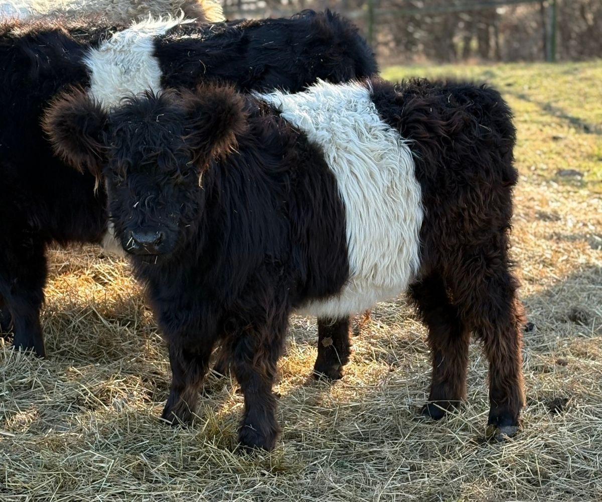Cattle for Sale - K&R Farms Belted Galloways